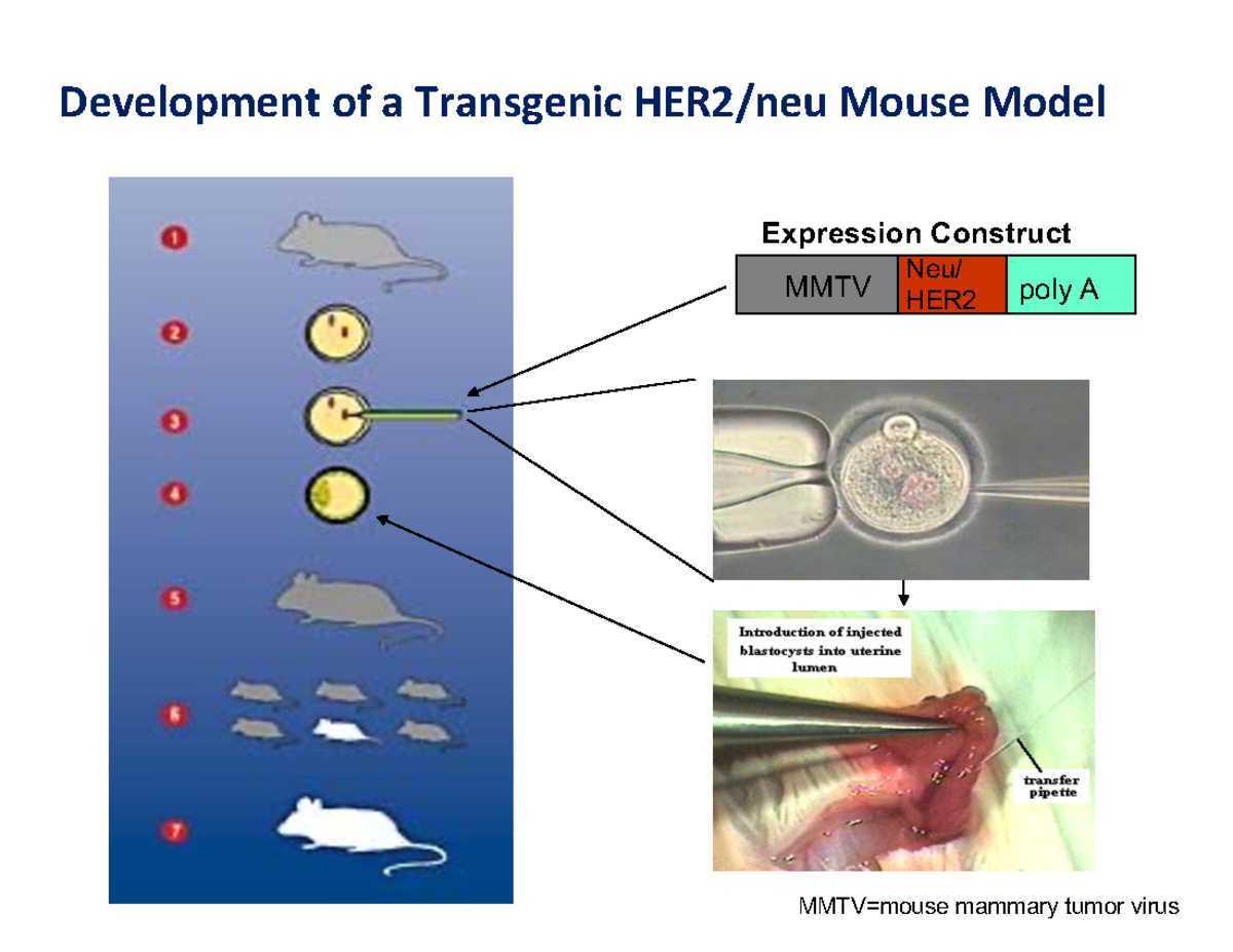 Growth Factors-Receptors and Cancer Notes L2 - Development of a ...