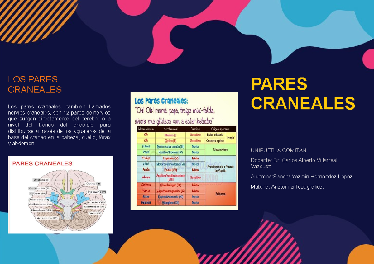 Triptico pares craneales - anatomía dental - LOS PARES CRANEALES Los ...