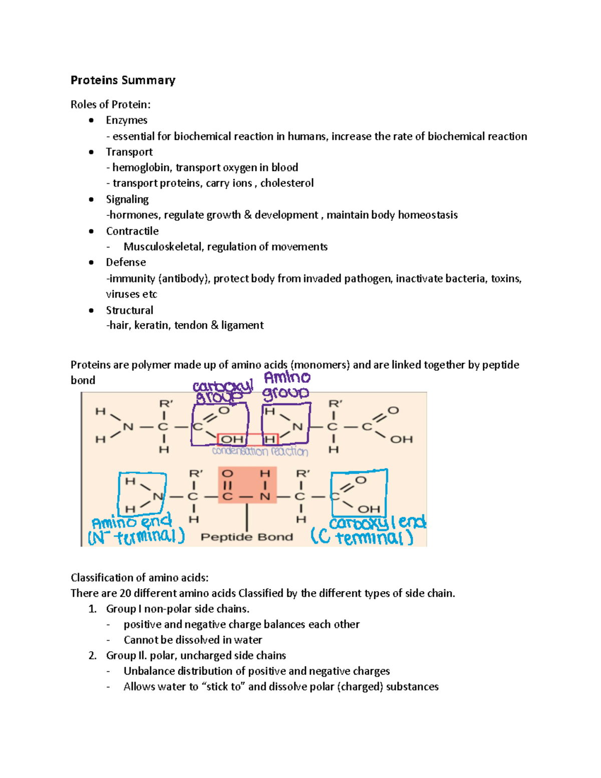 Proteins summary - Proteins Summary Roles of Protein: - Enzymes ...