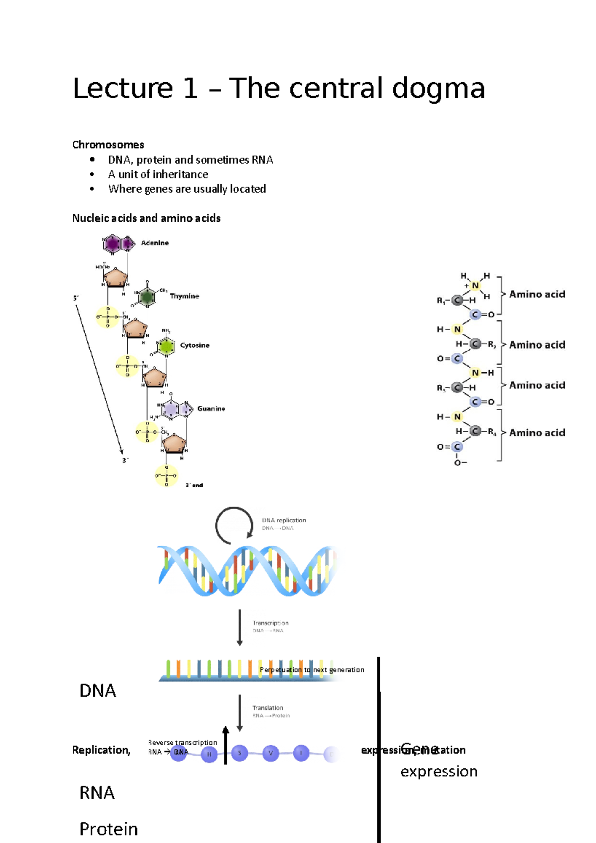 Lecture 1 - Lecture 1 – The central dogma Chromosomes DNA, protein and ...