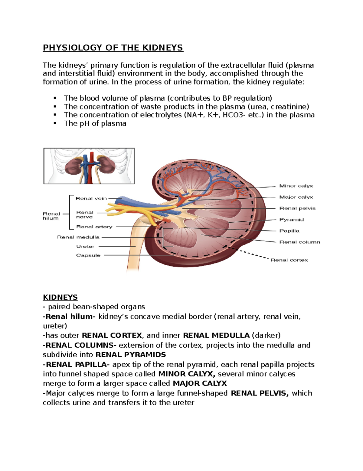 Physiology of the Kidneys - PHYSIOLOGY OF THE KIDNEYS The kidneys ...