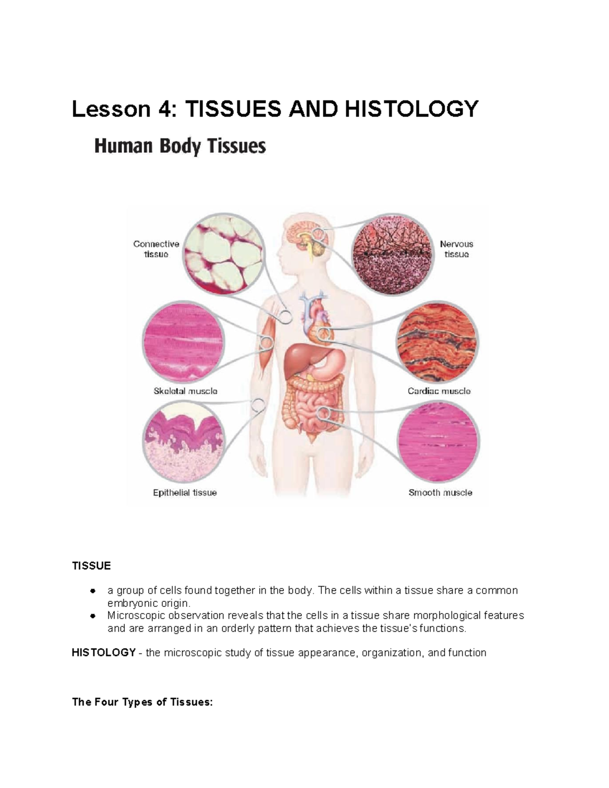 Untitled document(11) - Lesson 4: TISSUES AND HISTOLOGY TISSUE a group ...
