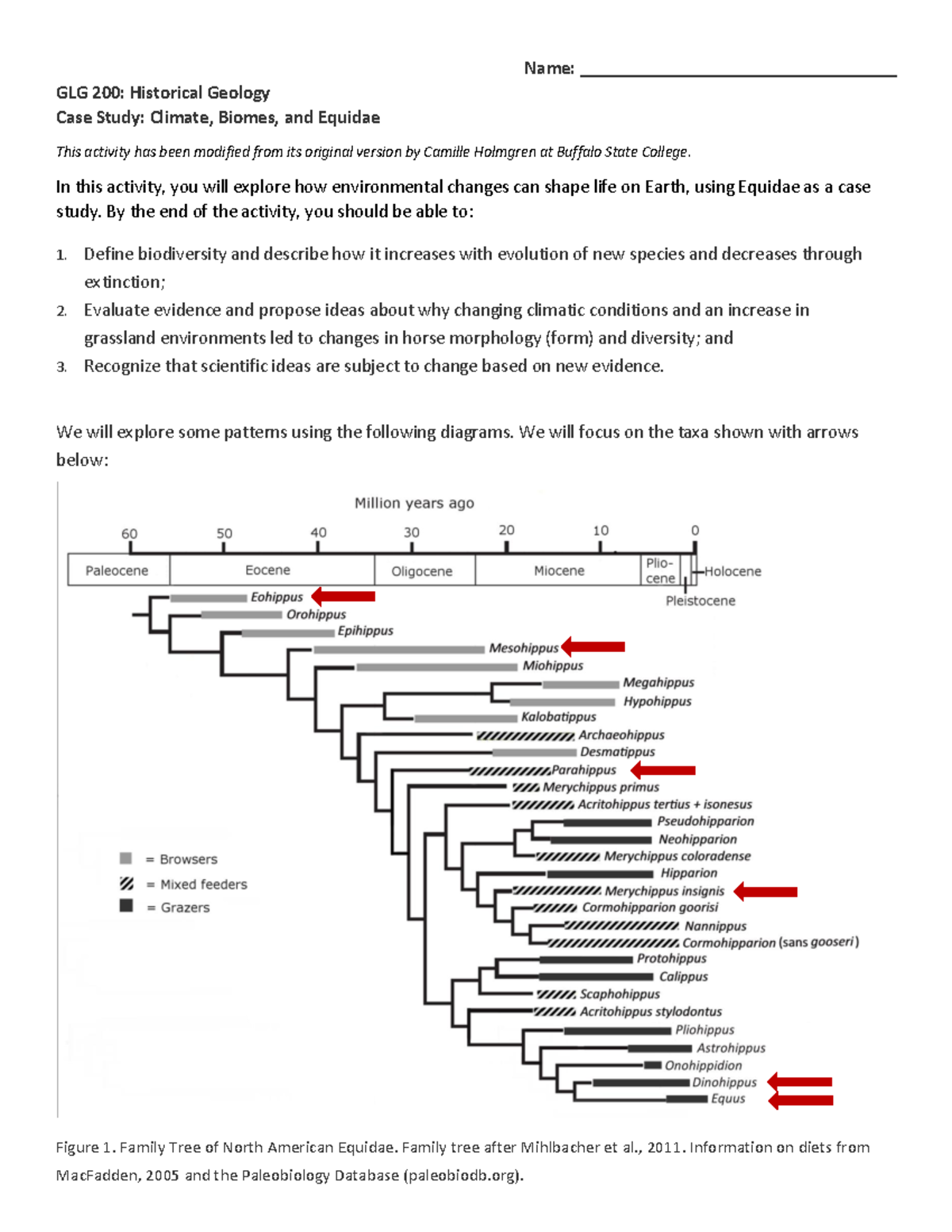 Lab13 Horse Evolution Handout - Name ...