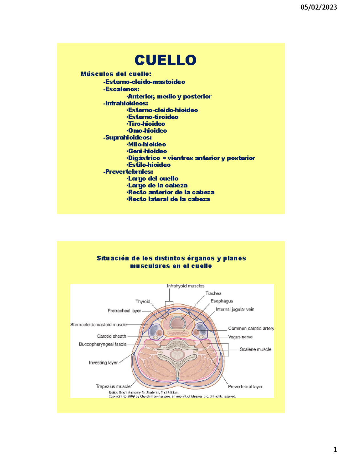 Cuello 2 - muy bien - CUELLO Músculos del cuello: Esterno-cleido ...