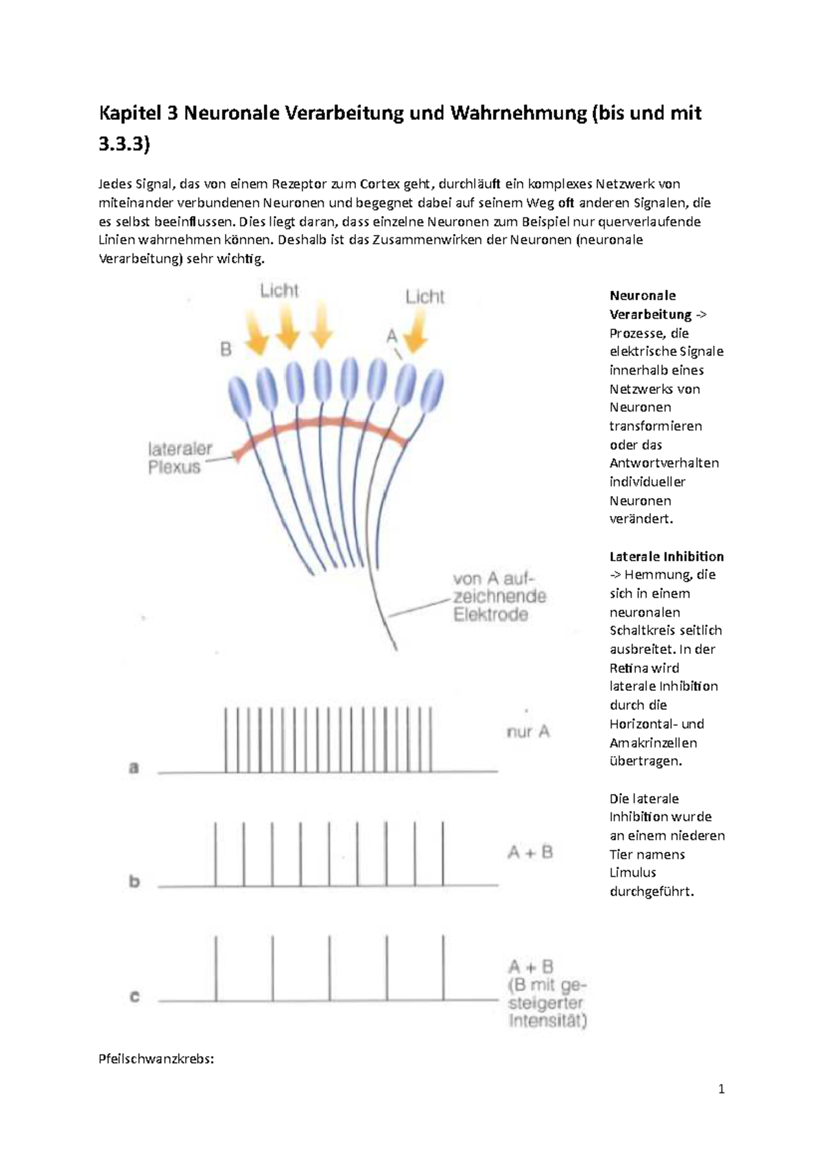 Wahrnehmungspsychologie Kapitel 3 - Kapitel 3 Neuronale Verarbeitung ...