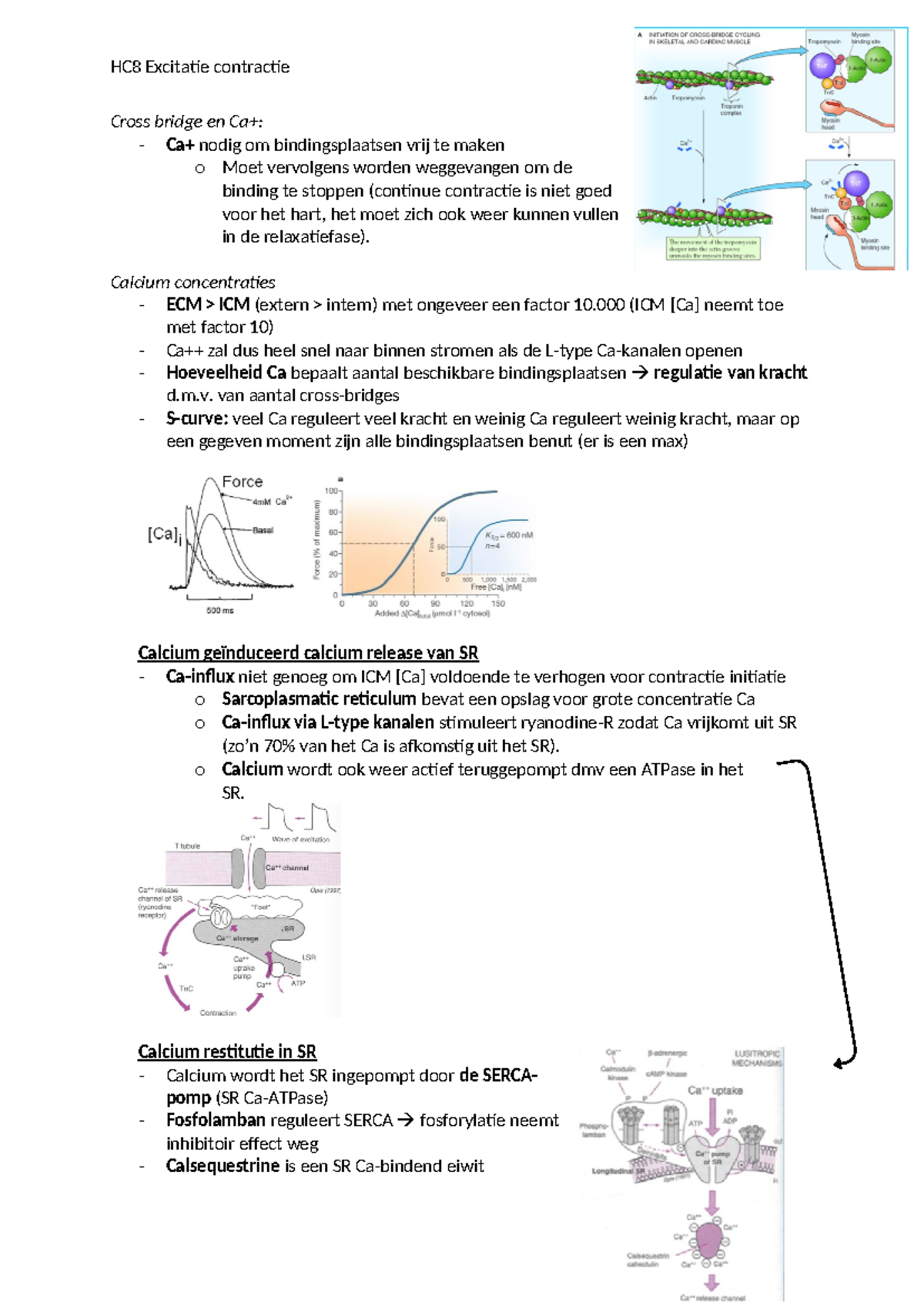 HC8 Excitatie-contractie - HC8 Excitatie contractie Cross bridge en Ca+ ...