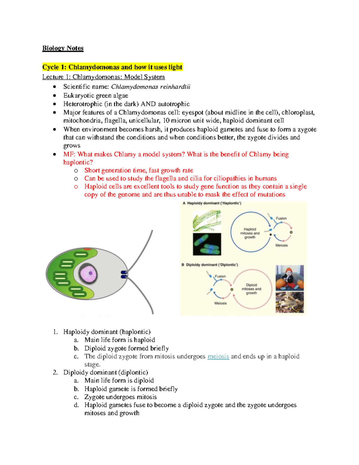 Biology Lecture Notes - Biology Notes Cycle 1: Chlamydomonas and how it ...