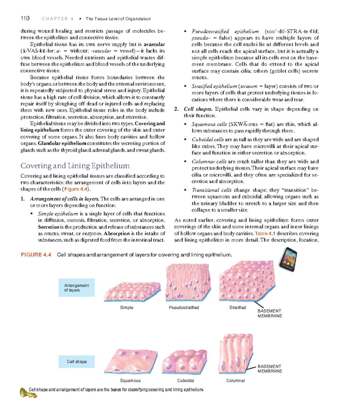 Anatomyandphy-54 - N/A - 110 C H A P T E R 4 • The Tissue Level of ...