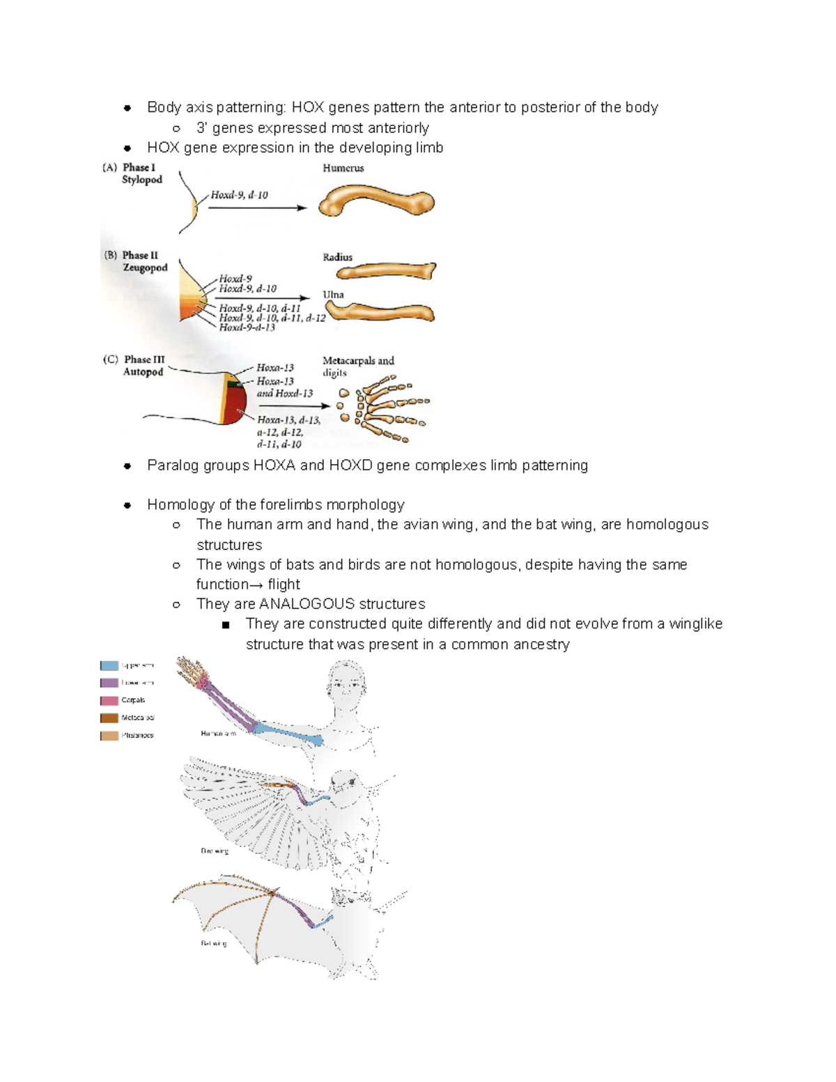 Med Gen Powerpoint 8 Developmental Genetics Part 7 - Body axis ...