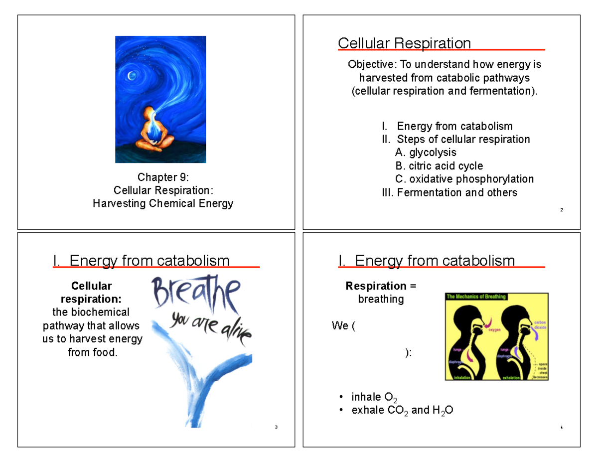 BIO 201 KLB 15 Cell Respiration notes - Chapter 9: Cellular Respiration ...
