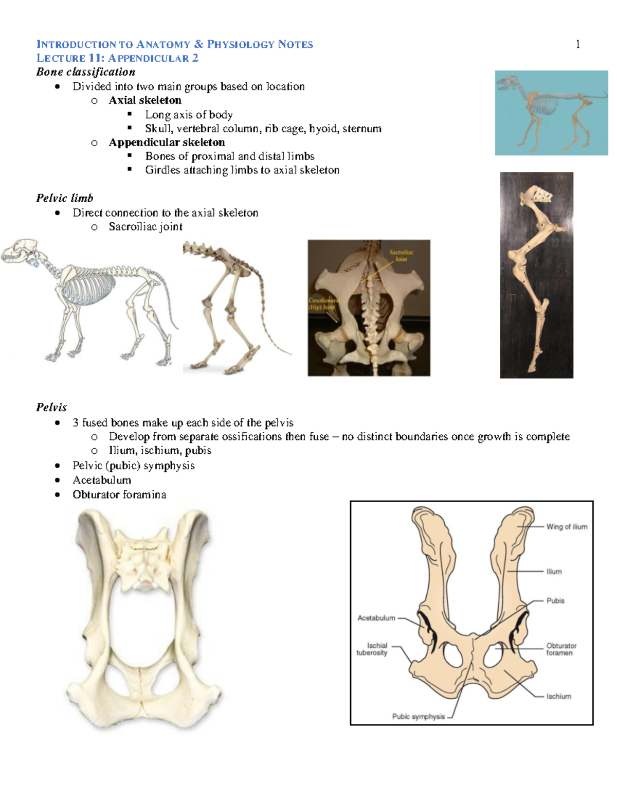 Introduction to Anatomy & Physiology: Appendicular Skeleton - Studocu