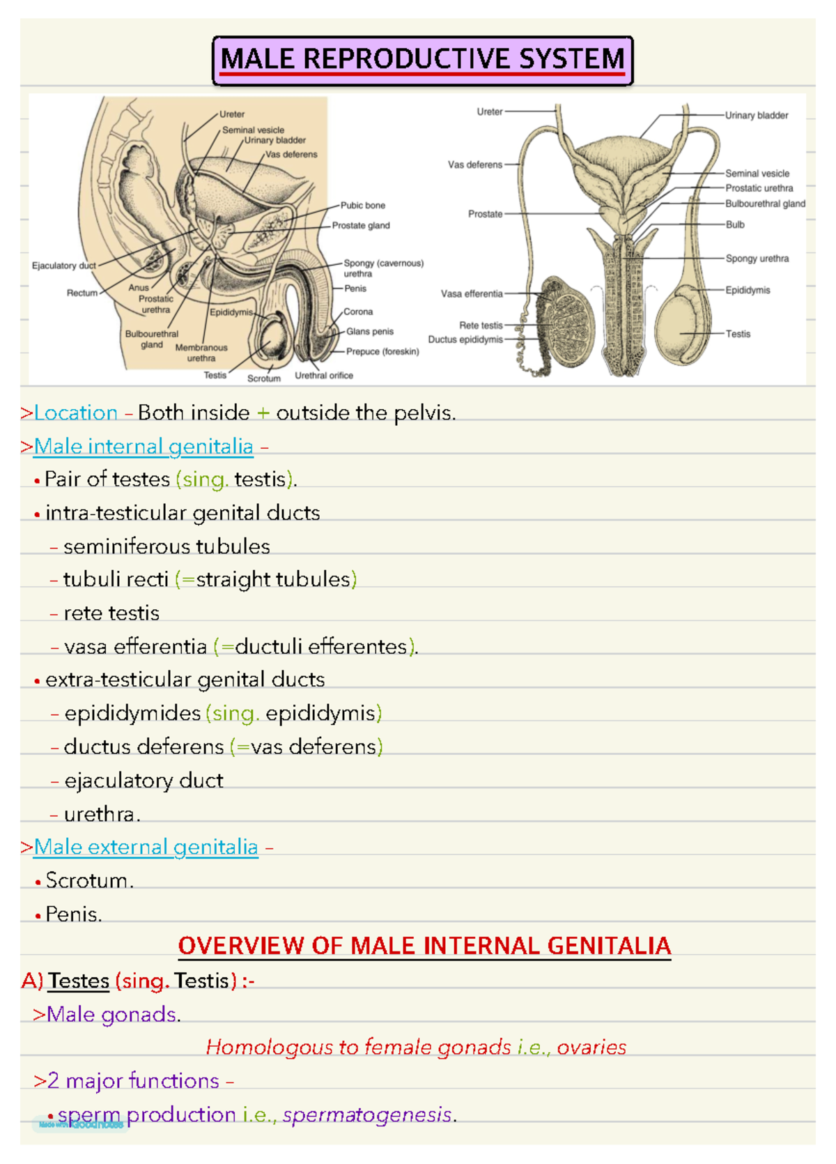 Human male reproductive system - >Location – Both inside + outside the ...
