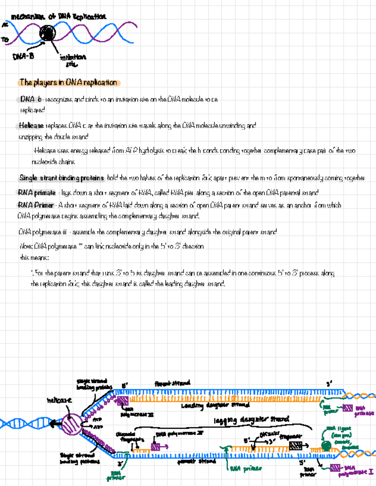 Bio 1 chp 12 page 3 - The players in DNA replication DNA-b- recognizes ...