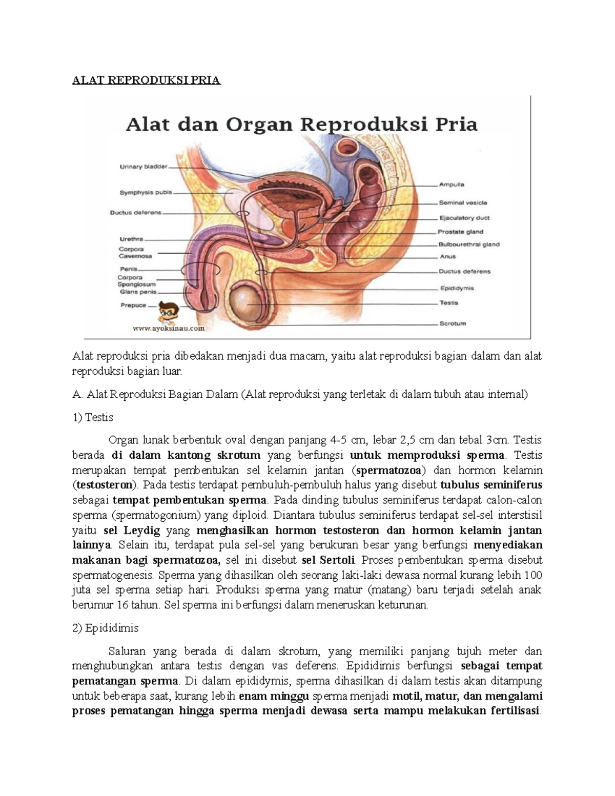 ALAT Reproduksi PRIA - About men reproduction - ALAT REPRODUKSI PRIA ...