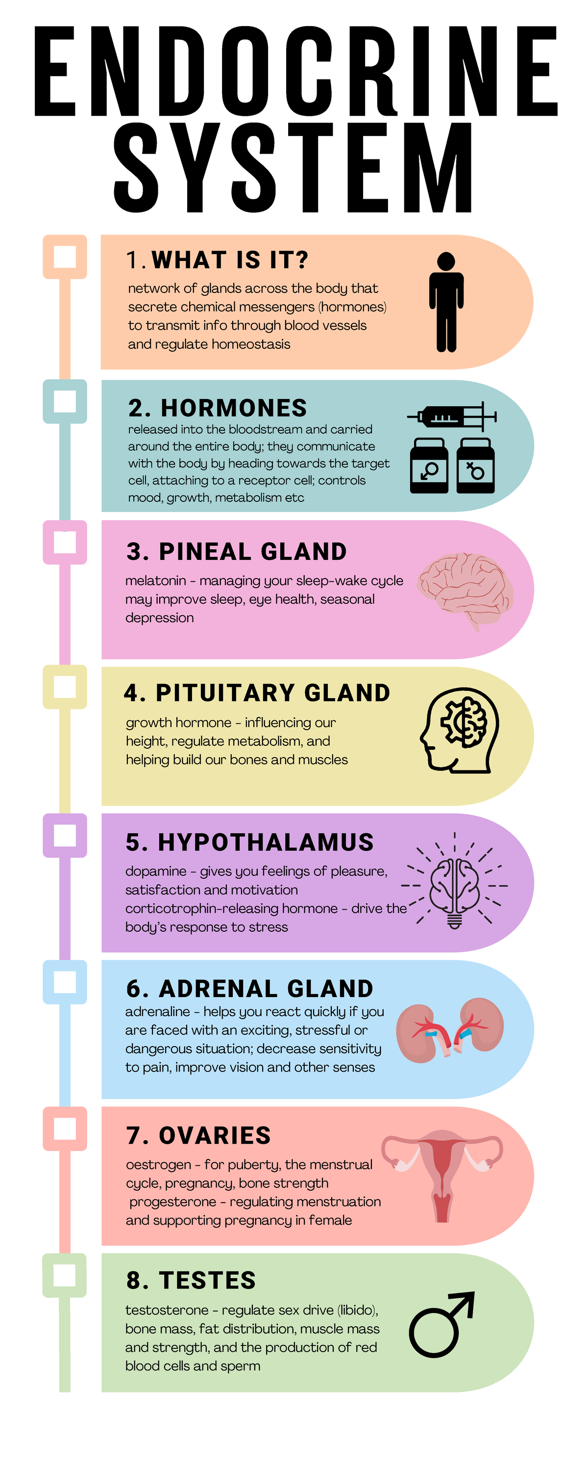 Endocrine system - Psychology A Level - 6. ADRENAL GLAND melatonin ...