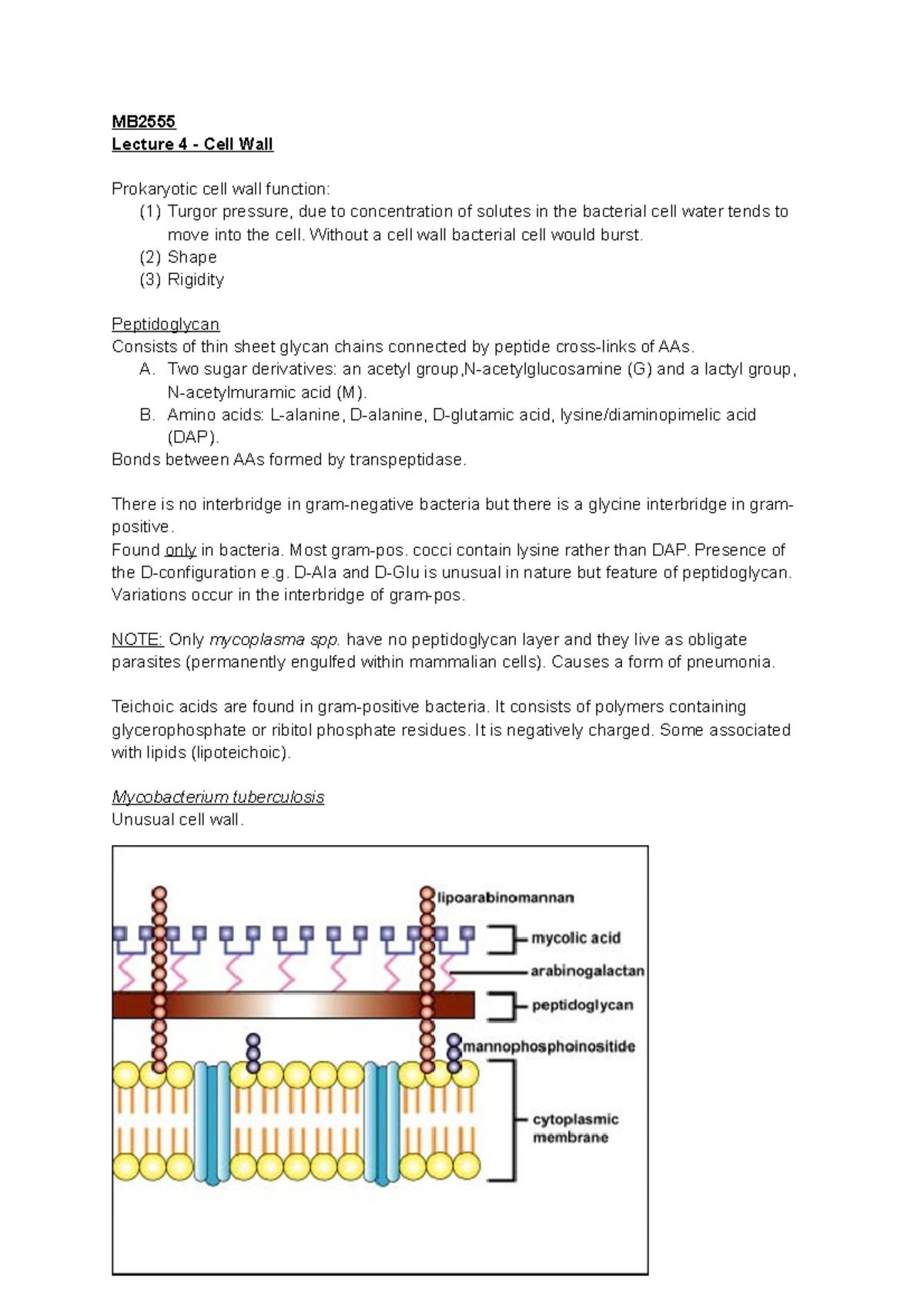 Lecture 4 - Cell Wall - Concise notes of all the necessary things to ...