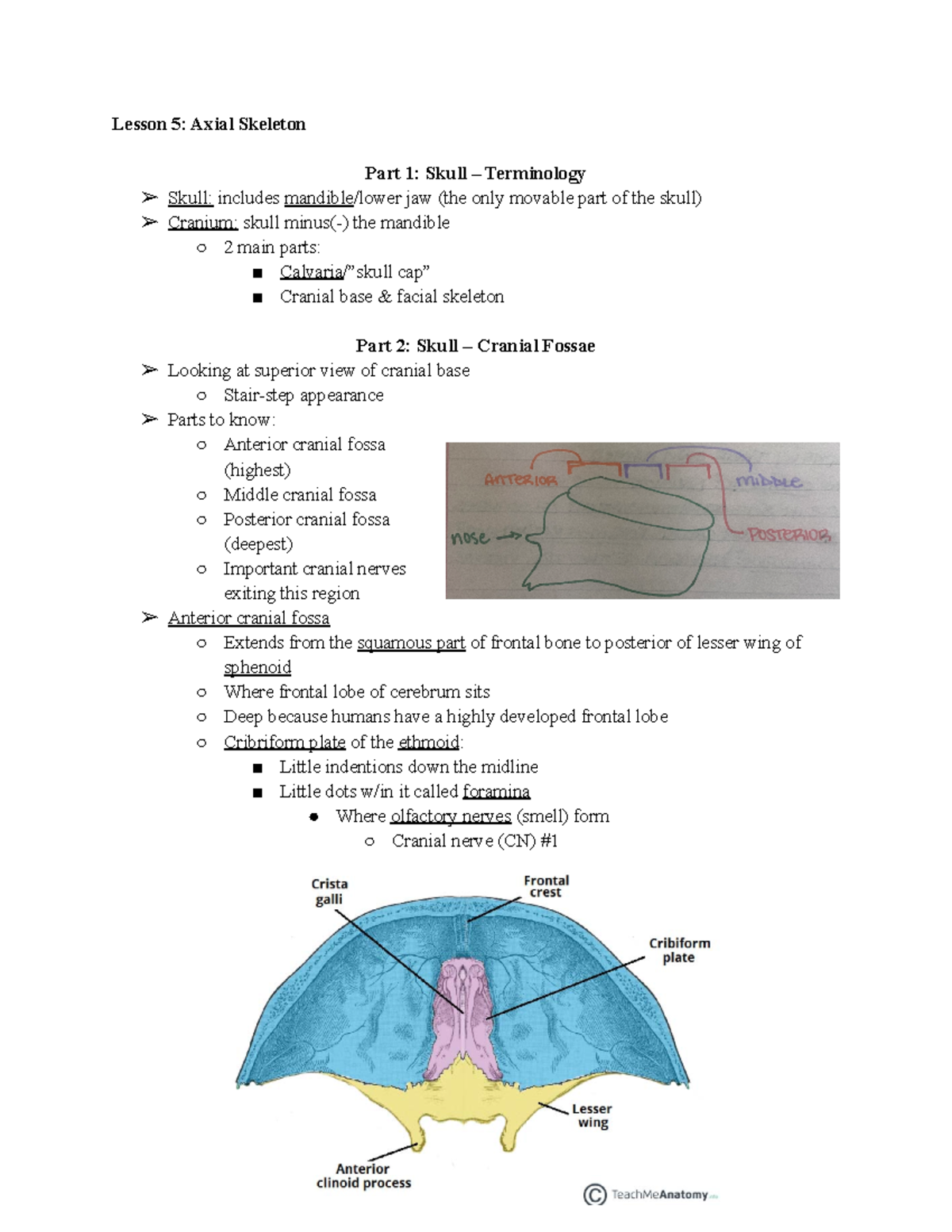 5- Axial Skeleton - Lesson 5: Axial Skeleton Part 1: Skull ...