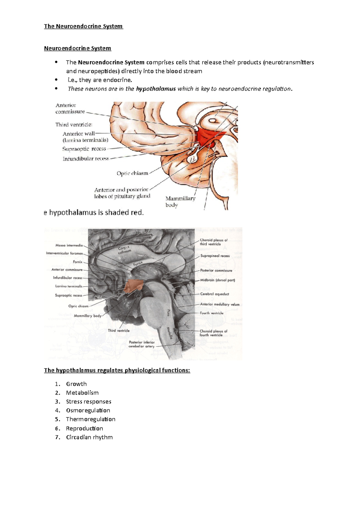 Neuroendocrine System - , they are endocrine. These neurons are in the ...