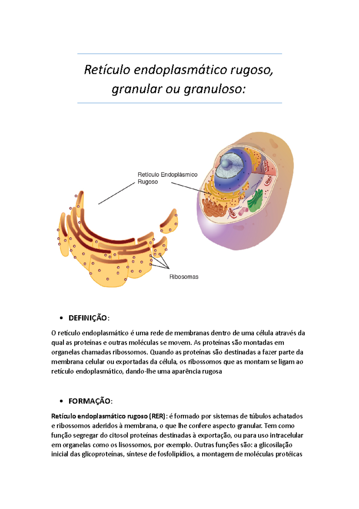 Retículo endoplasmático rugoso - Retículo endoplasmático rugoso ...