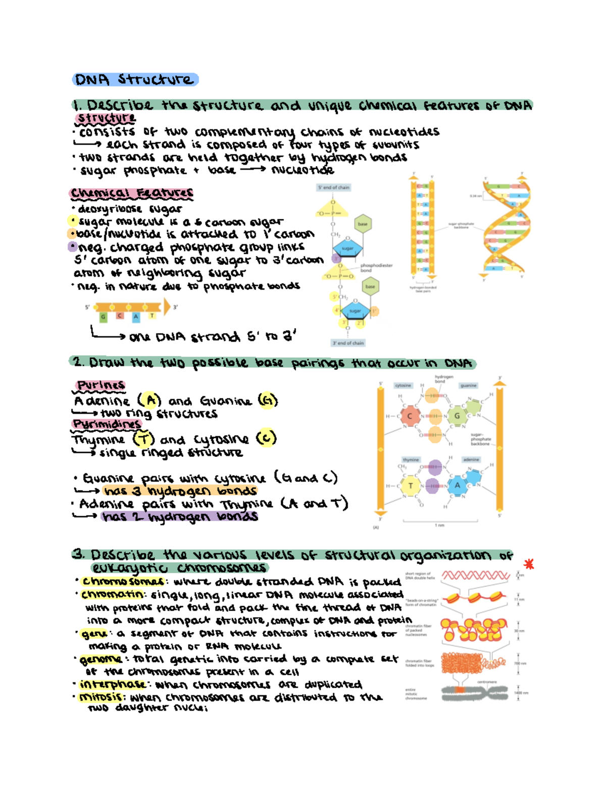 PCB3023 Exam 4 - Exam 4 study guide - DNA ####### Structure 1 Describe ...
