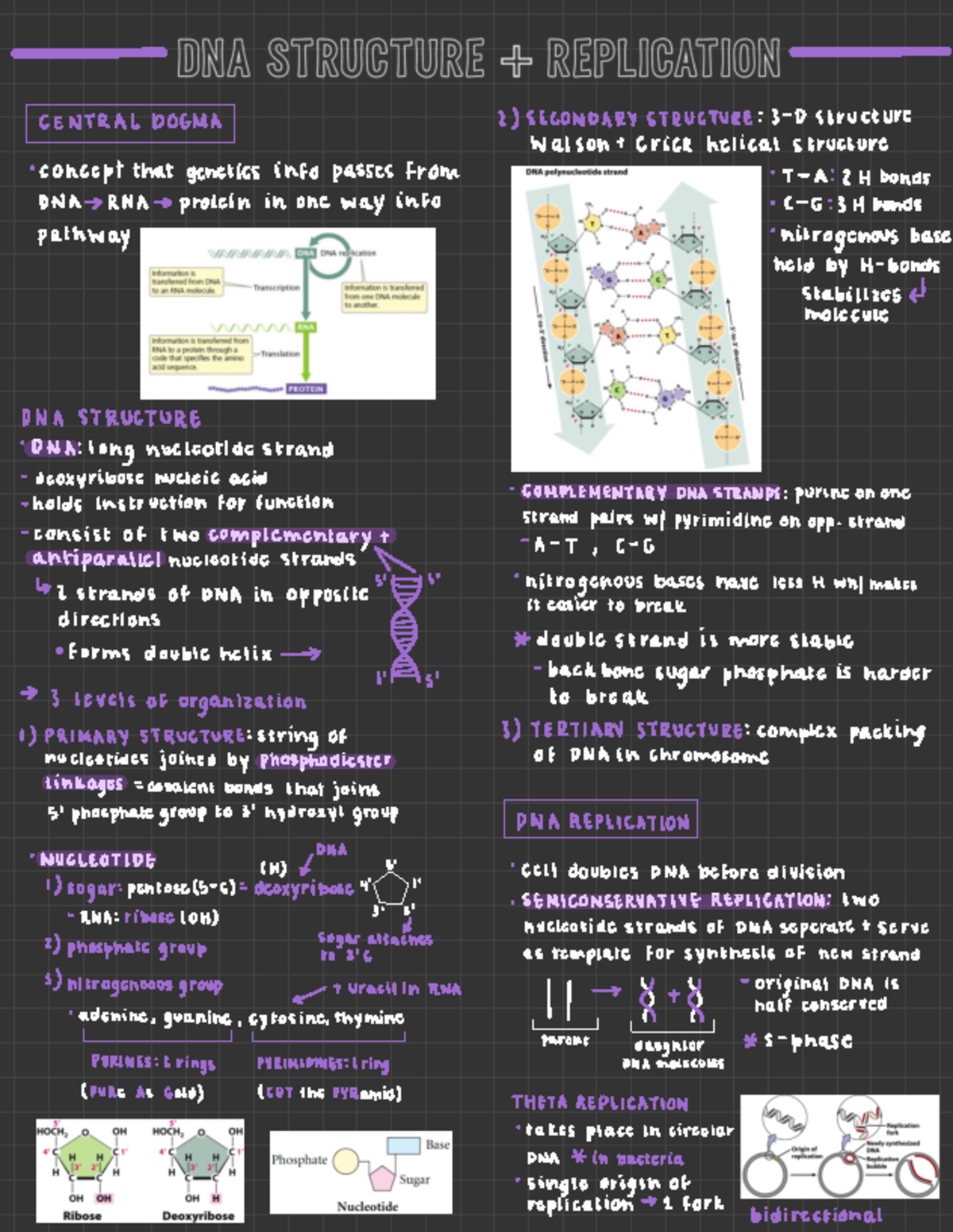 Genetics 3 - Notes 3 - CENTRAL DOGMA 2) SECONDARY STRUCTURE :3 - D ...