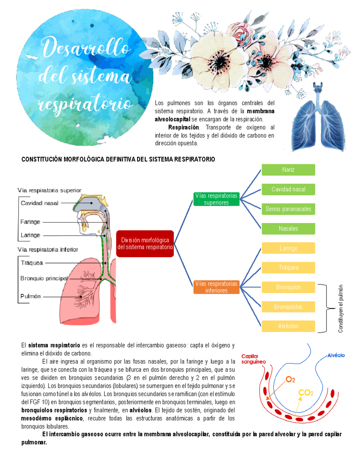 Formación Sistema Respiratorio EMBRIOLOGÍA SISTEMA RESPIRATORIO - Warning: TT: undefined ...