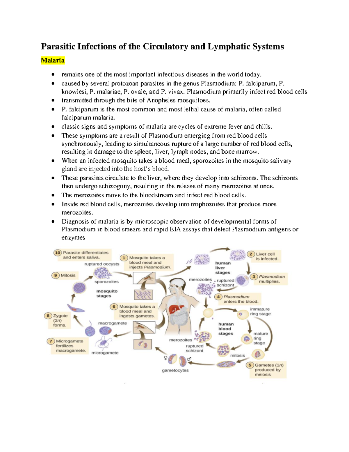 20.4 Parasitic Infections Of The Circulatory And Lymphatic Systems – OMYS