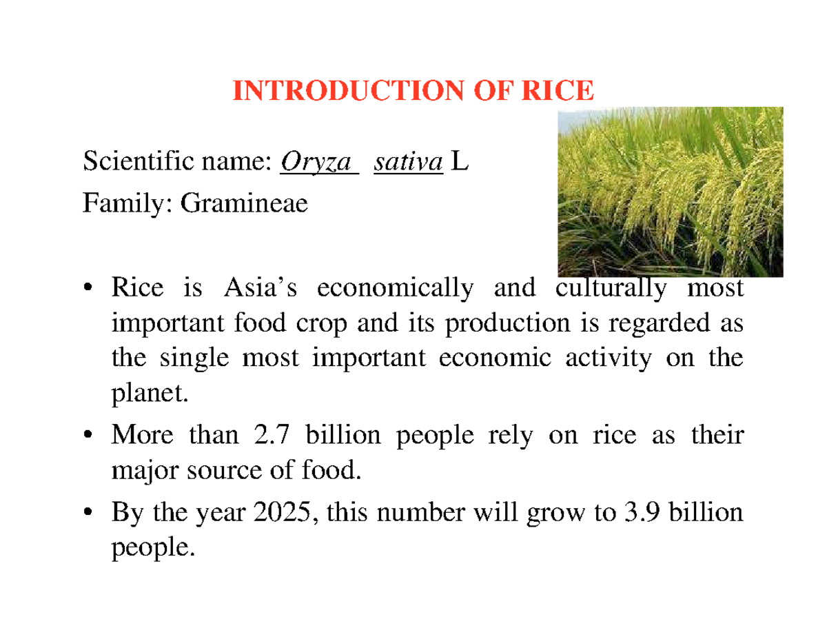 Cereal Crop - Rice - INTRODUCTION OF RICE Scientific name: Oryza sativa L Family: Gramineae ...