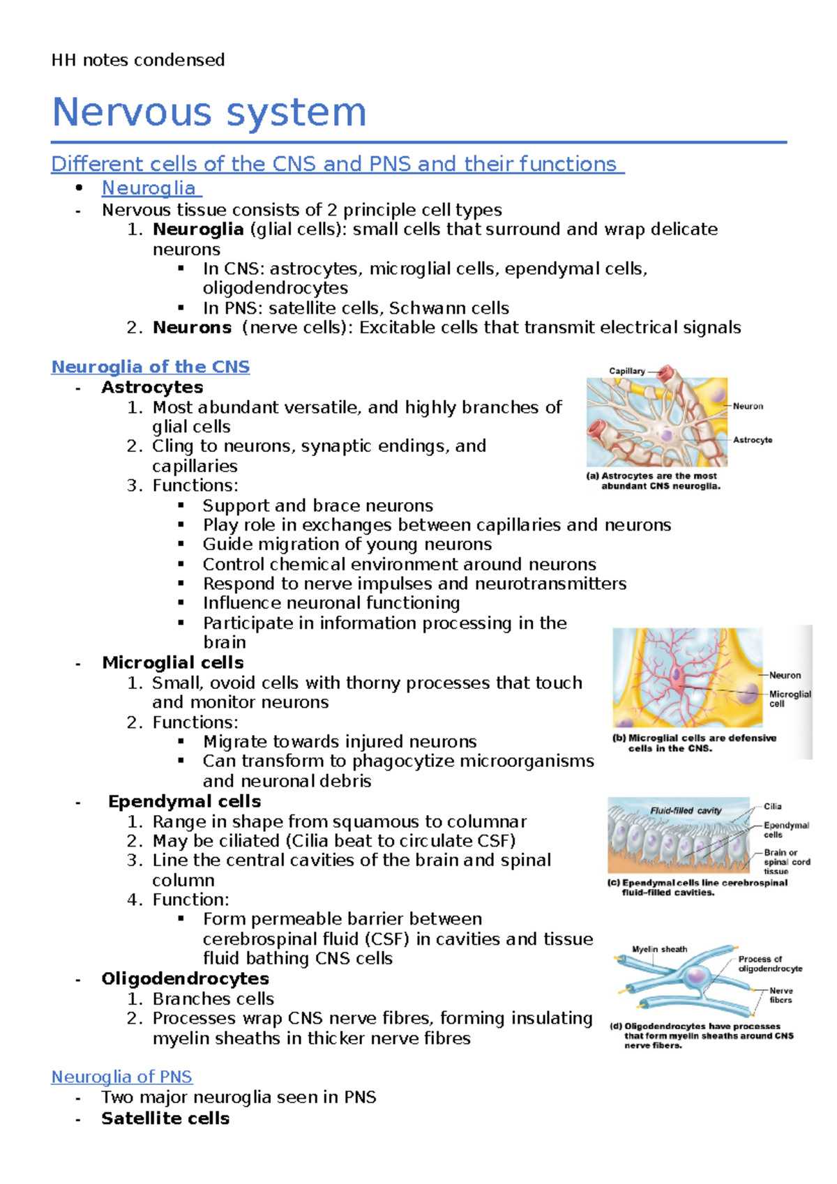 HH notes condensed - HH notes condensed Nervous system Different cells ...