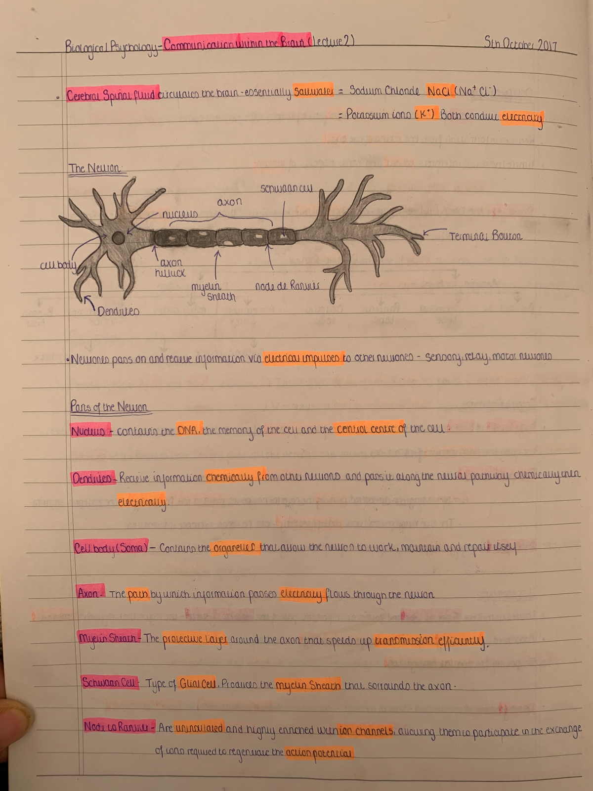 Biological Psychology- Communications with the Brain. - PSY - Studocu