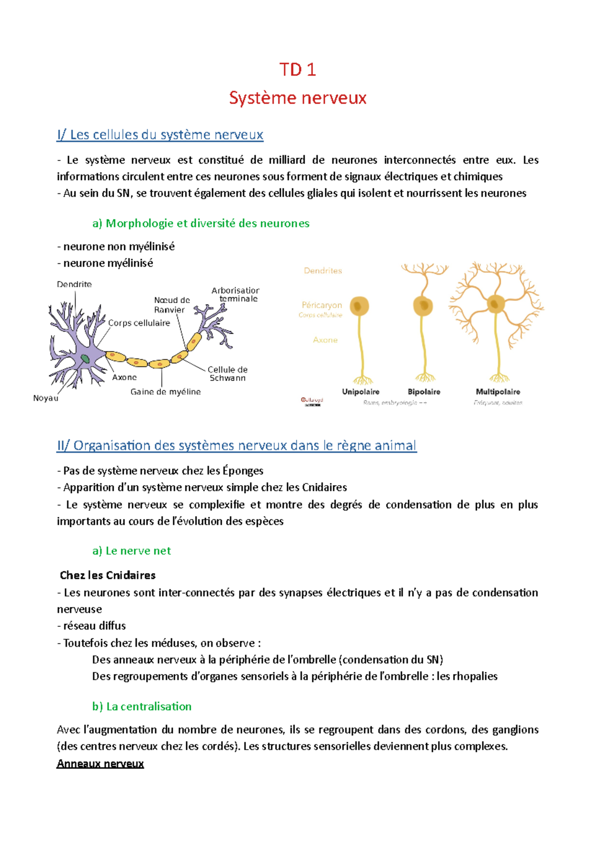 TD 1 le système nerveux - TD 1 Système nerveux I/ Les cellules du ...