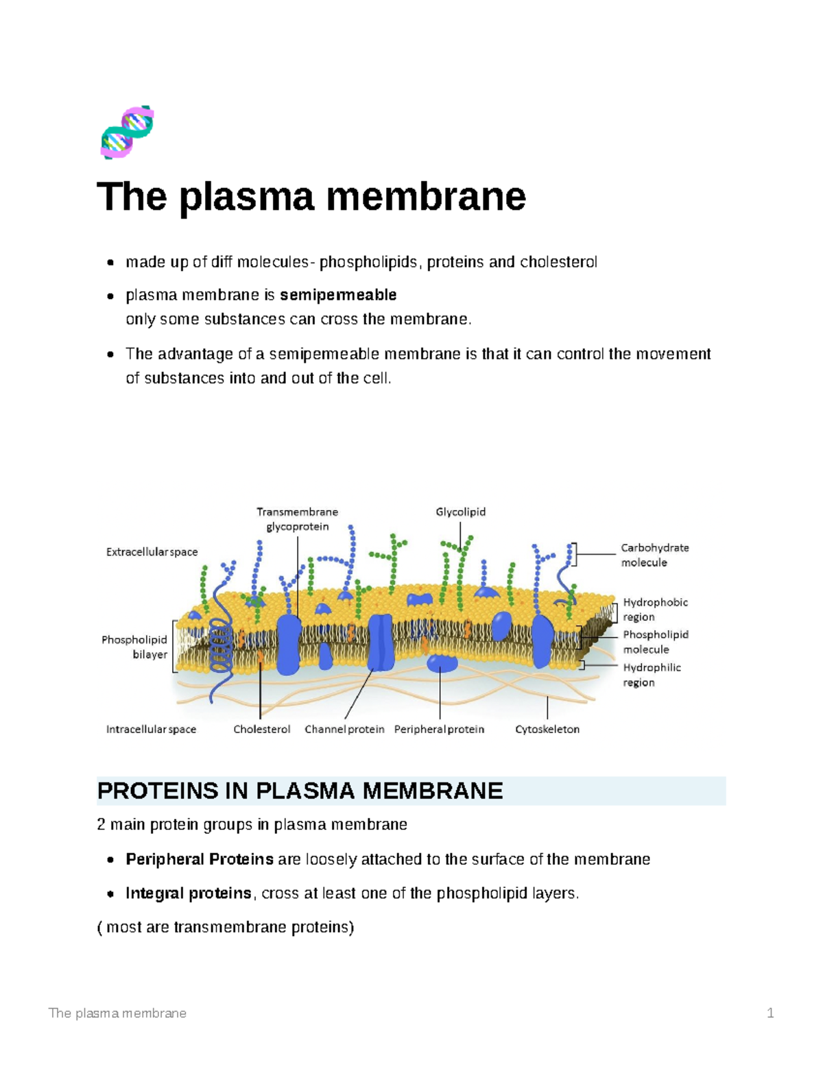 The plasma membrane - functions, different transports - The plasma ...