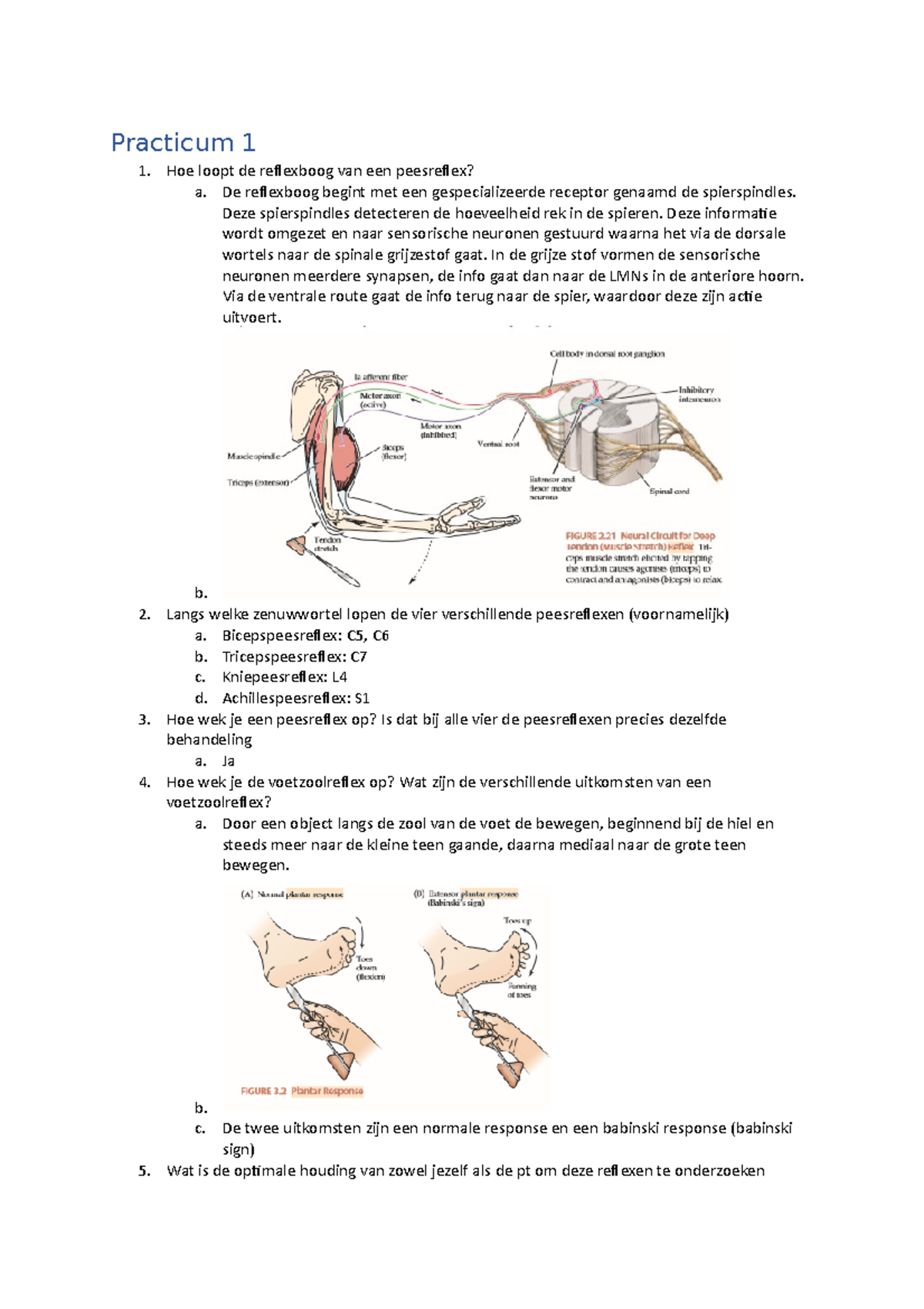 Practicum 1 - Practicum 1 Hoe loopt de reflexboog van een peesreflex? a ...
