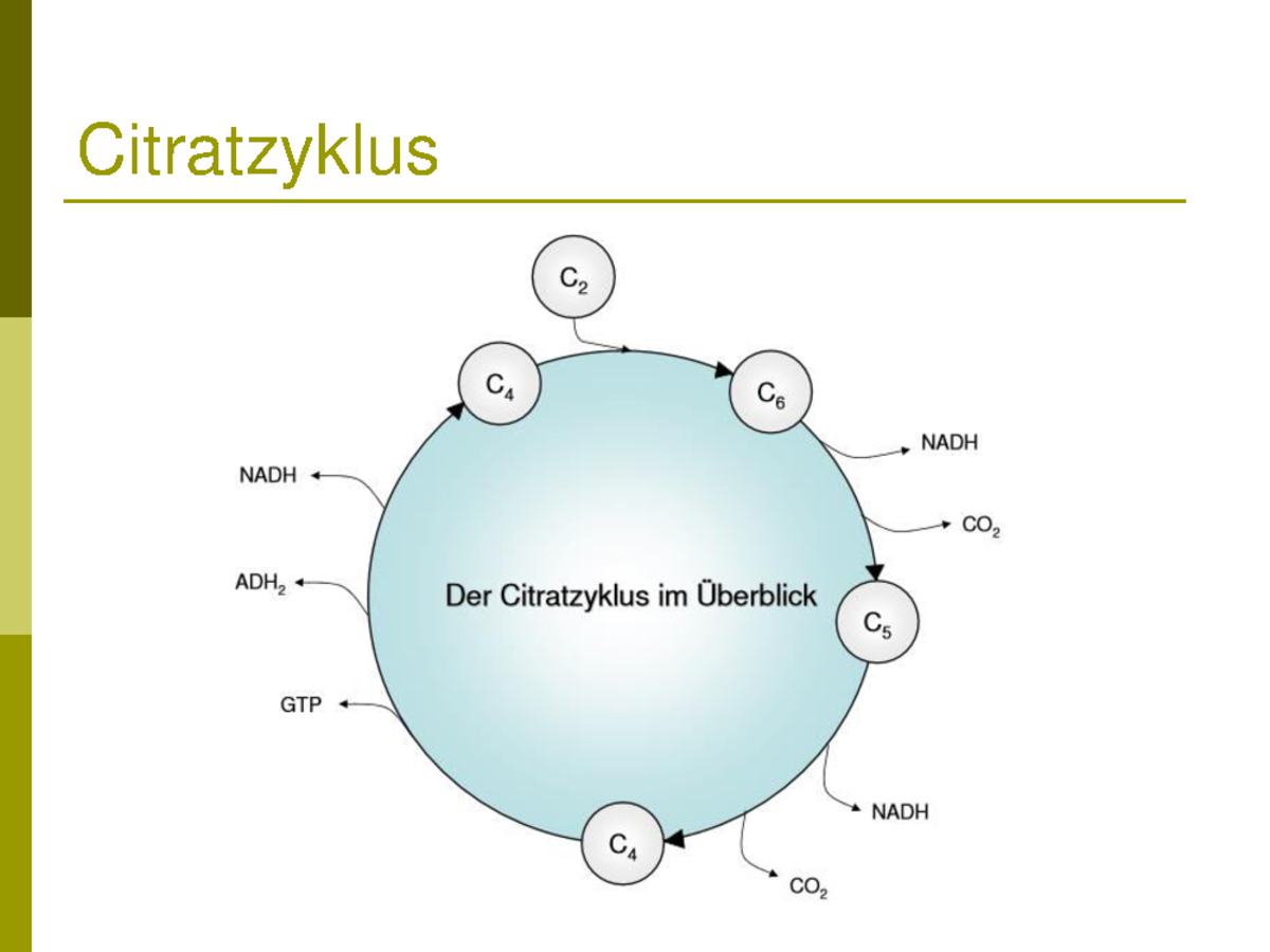 Grundlagen Der Organischen Chemie - Vorlesung 8 - Citratzyklus Die die ...
