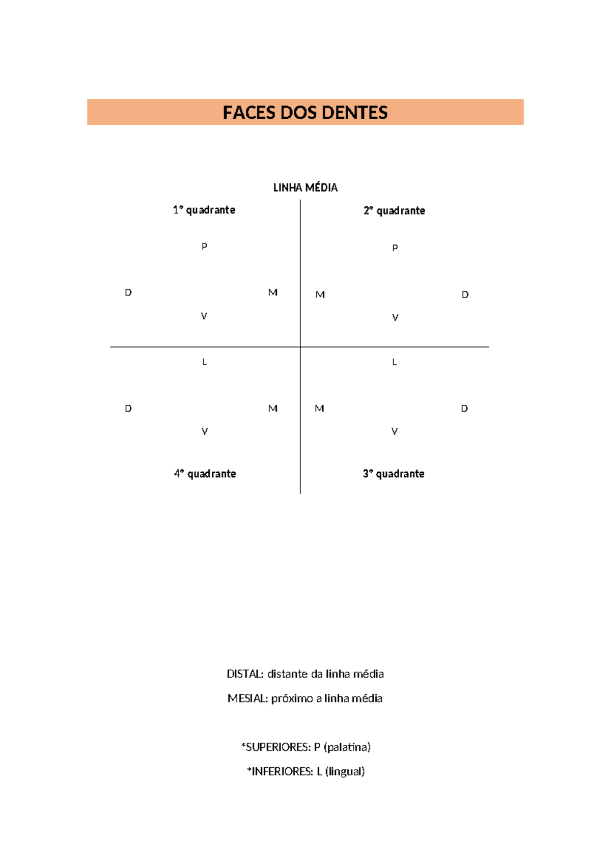 Faces DOS Dentes - odontologia - FACES DOS DENTES LINHA MÉDIA DISTAL ...