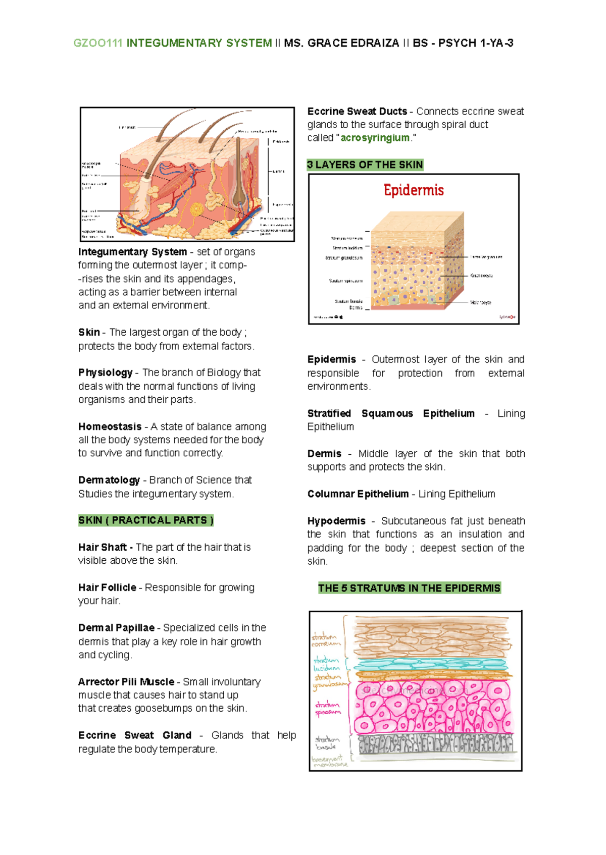 GZOO111- Integumentary System - Integumentary System - set of organs ...