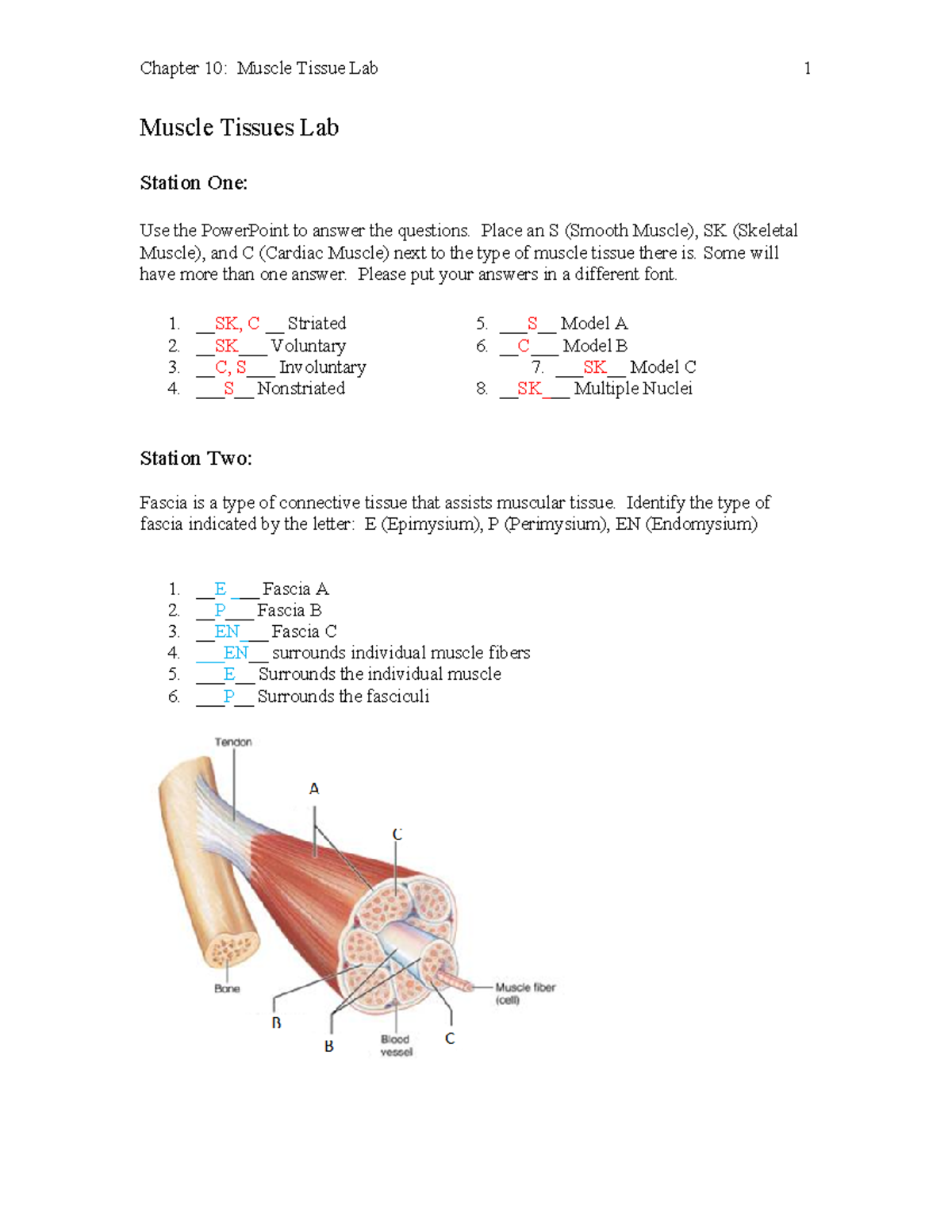Chapter 10 - Muscle Tissues Lab Station One: Use the PowerPoint to ...