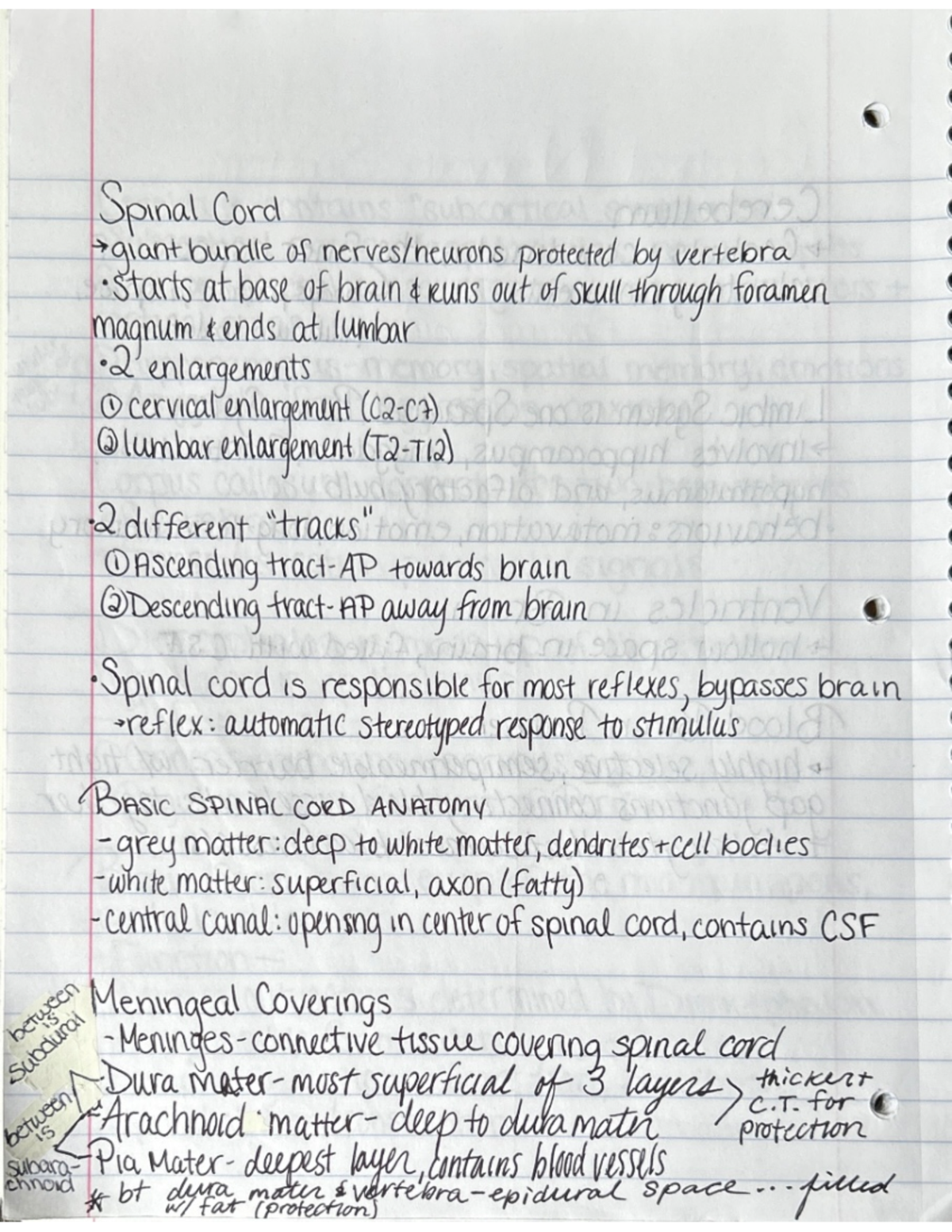 Human Anatomy and Physiology I Lecture Notes - BIOL 2004 - Studocu