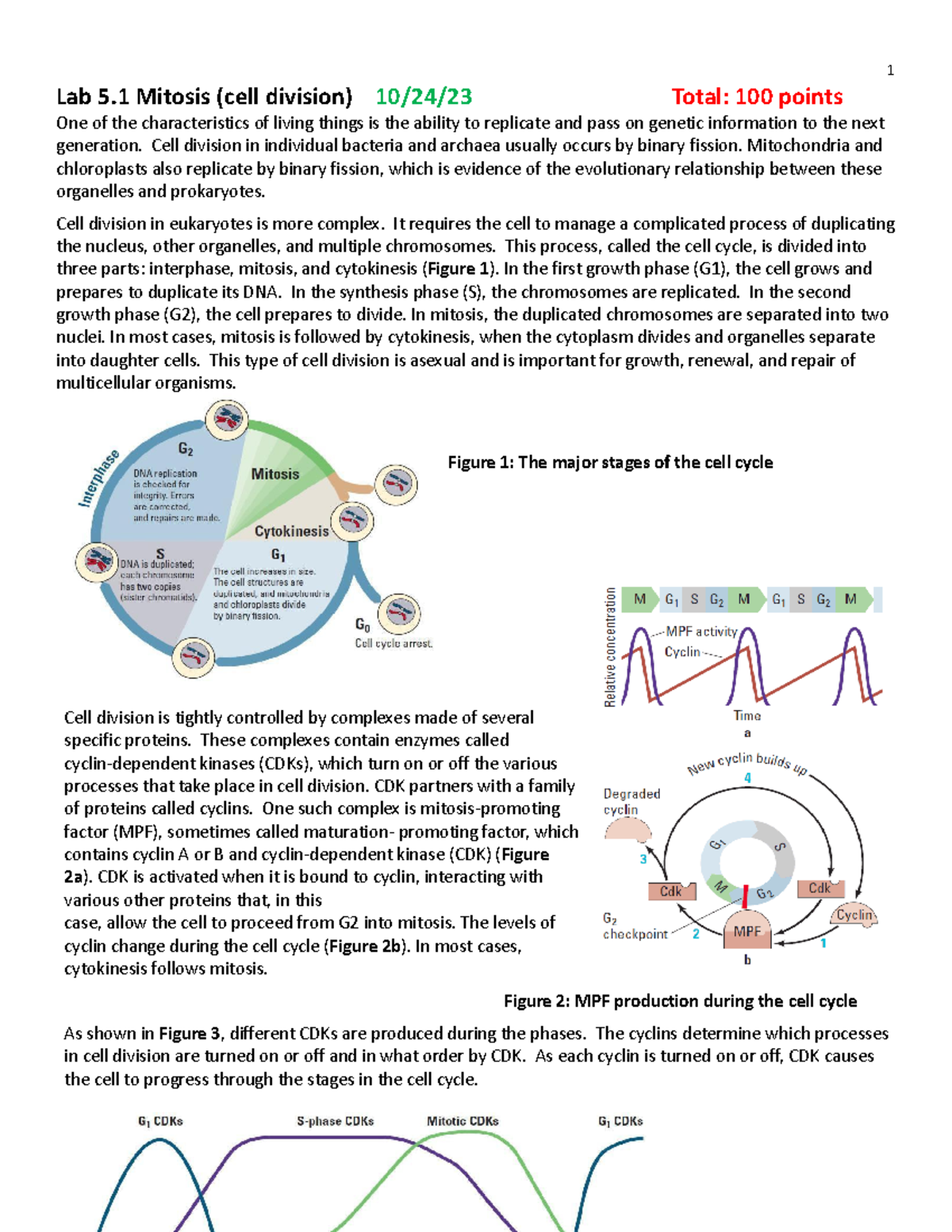 Lab 5.1- onion root tip (with microscopes) - Lab 5 Mitosis (cell ...