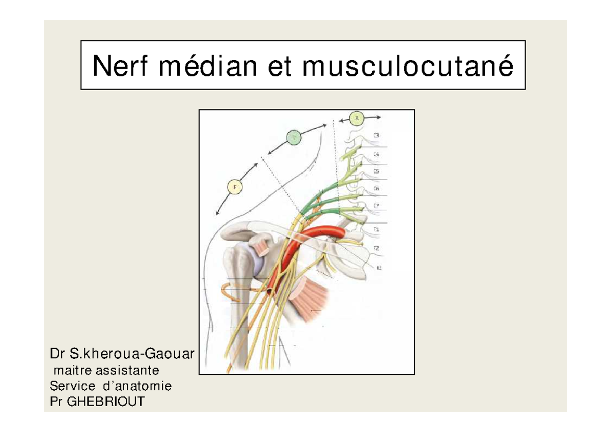 21-nerf musculo-cutané et médian - Nerf médian et musculocutané Dr S ...