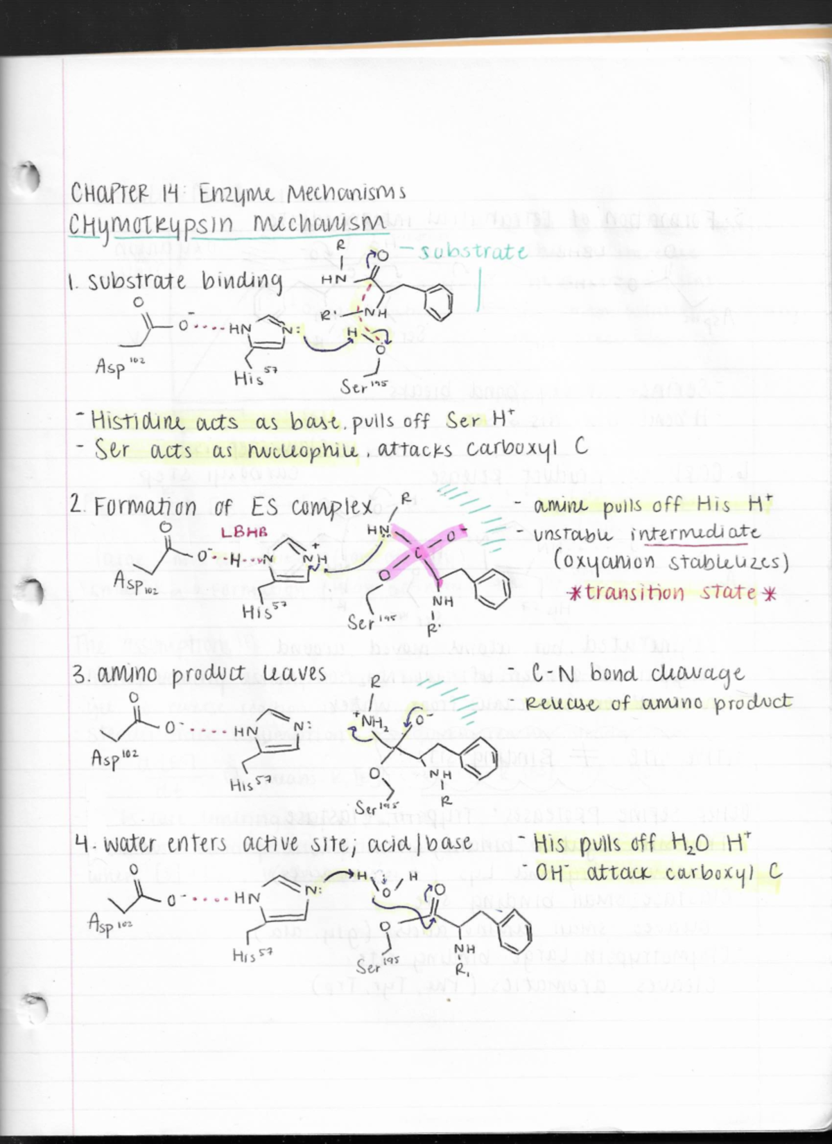 BIOC 4550 Ch 14-15 Notes - L “w i C'HCUFIQF H Emwm MeLMcmim/Ls CHWMO ...