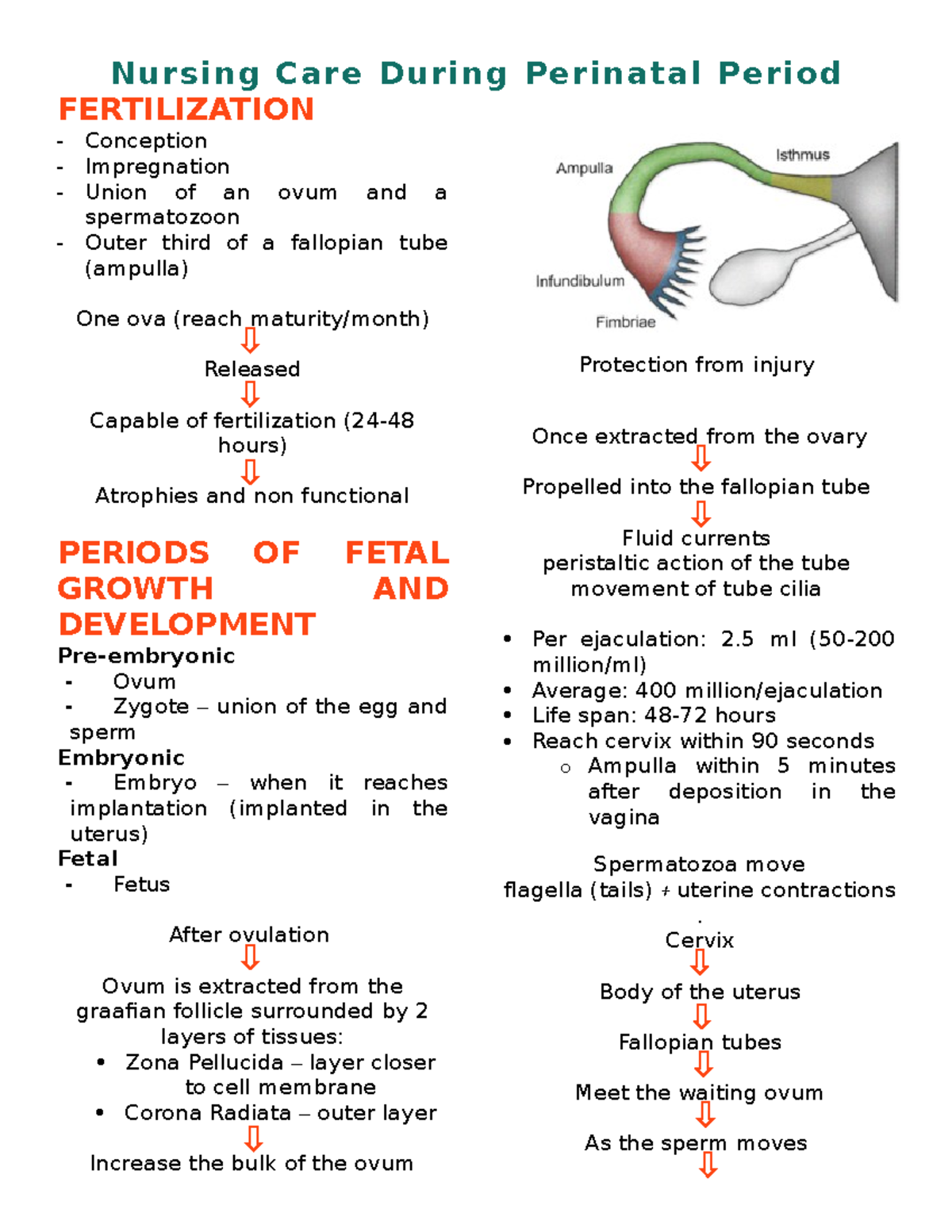4. Fertilization - perinatal period - Nursing Care During Perinatal ...