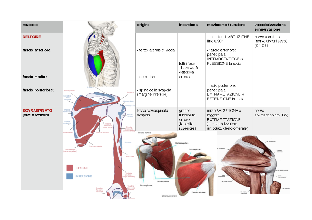 Poster Anatomia Whnbuij Poster Di Anatomia - 16 Grafici Di Anatomia ...