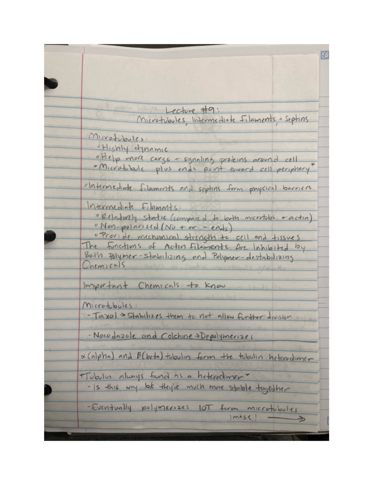 RYAN PETRIE: MICROTUBULES, INTERMEDIATE FILAMENTS + SEPTINS - Bio 211 ...