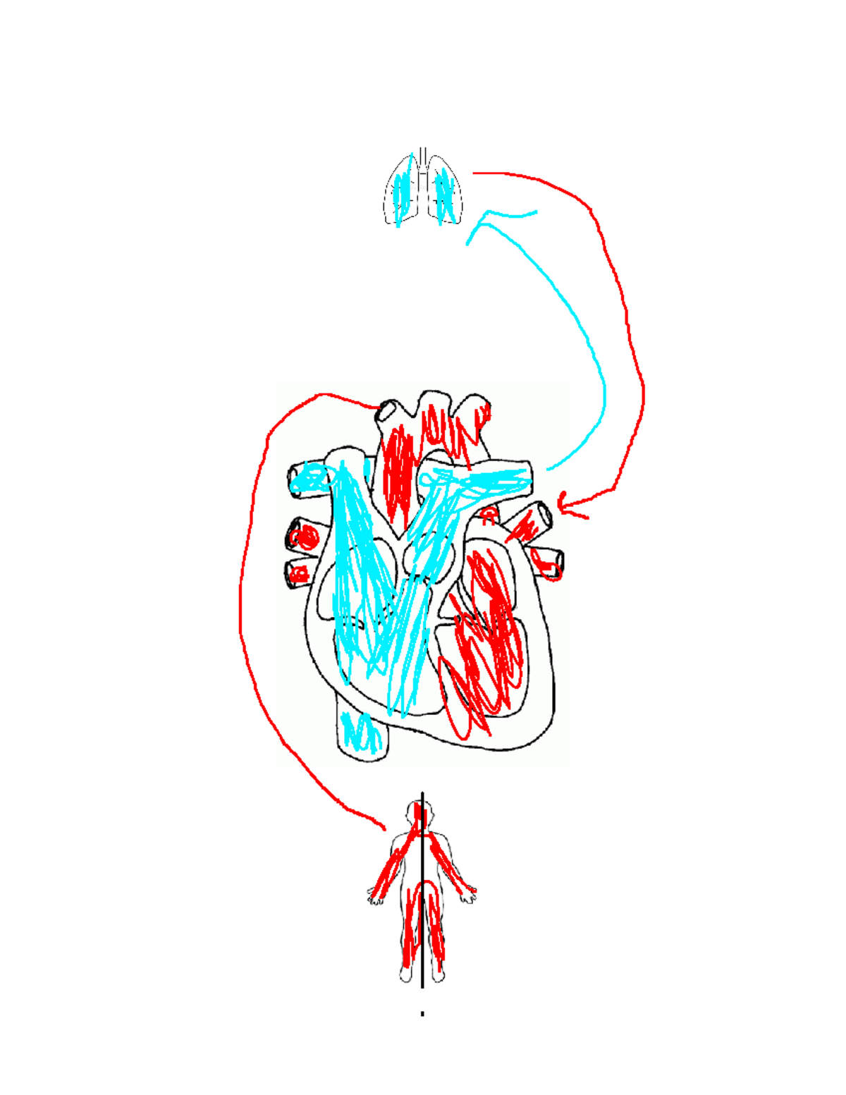 Kami Export - Nicholas Gibson - Path of blood and heart anatomy - ART ...
