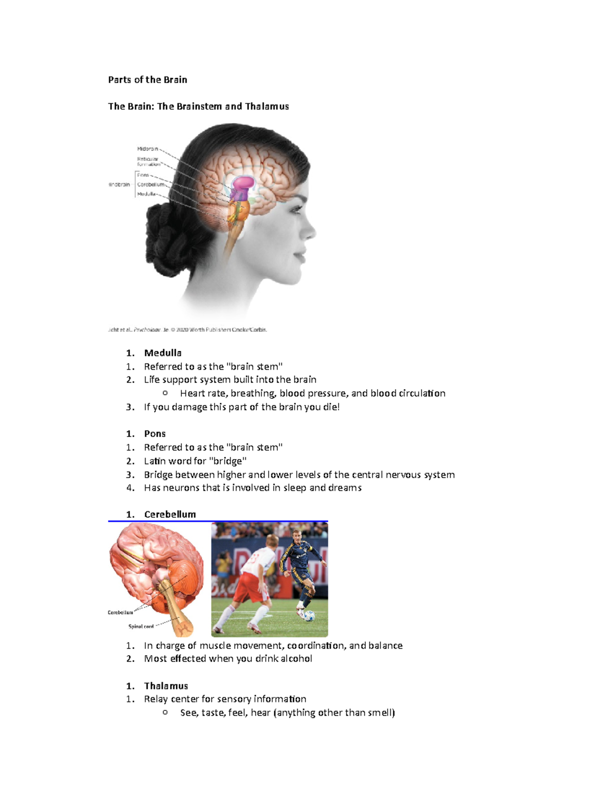 Parts of the Brain - Hypothomes 1. Regulates hunger, thirst, body ...