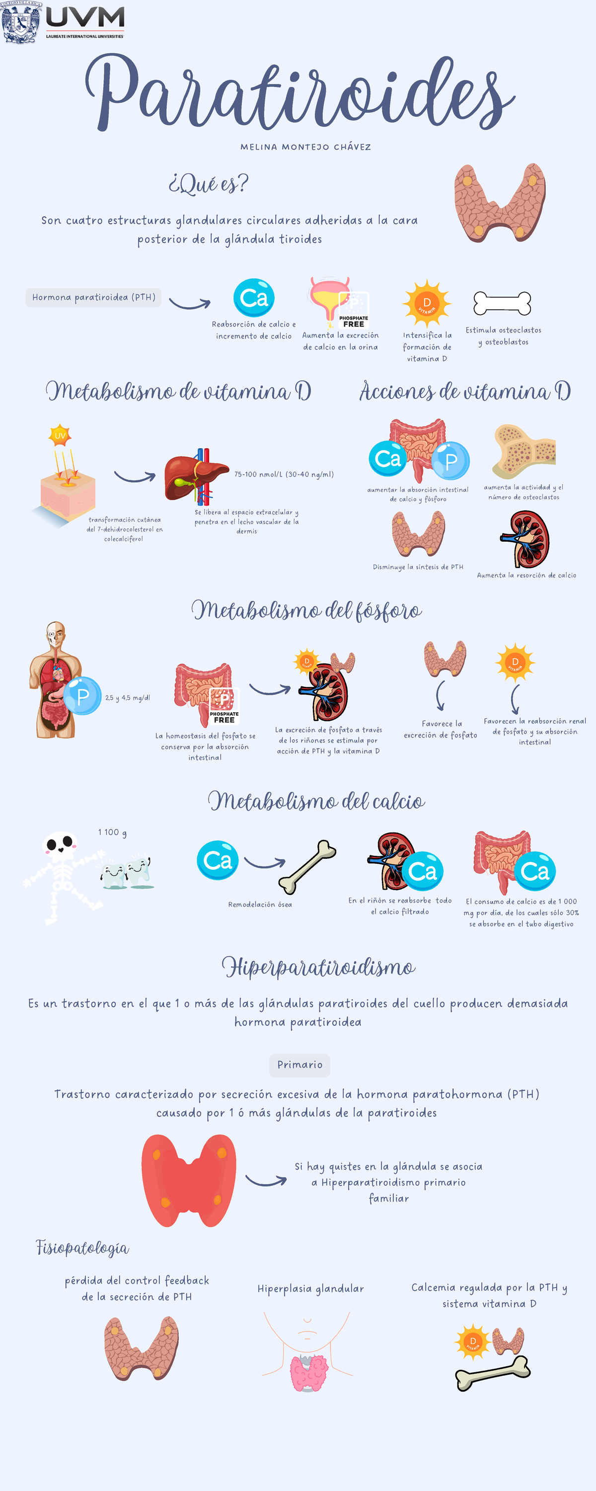 Paratiroides - Infografia - Paratiroides Melina Montejo Chávez ¿Qué es ...
