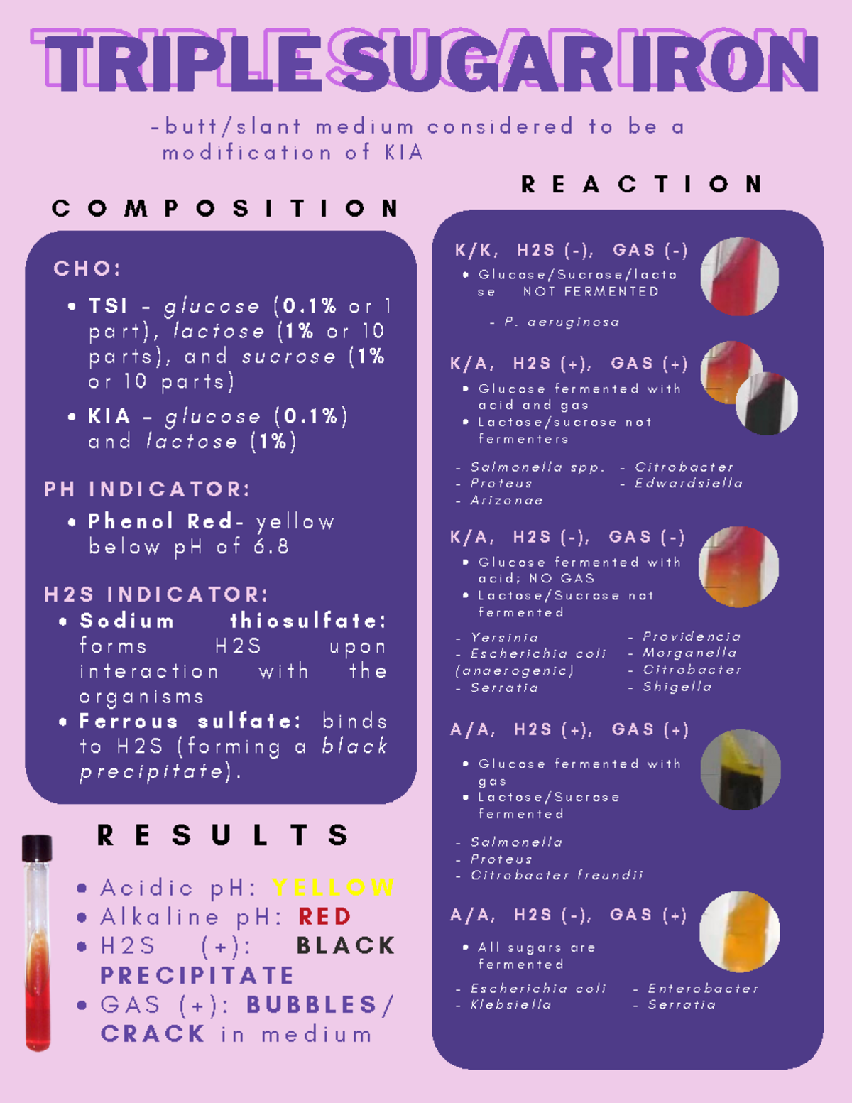 Triple sugar iron - TRIPLE SUGAR IRONTRIPLE SUGAR IRON - b u t t / s l ...