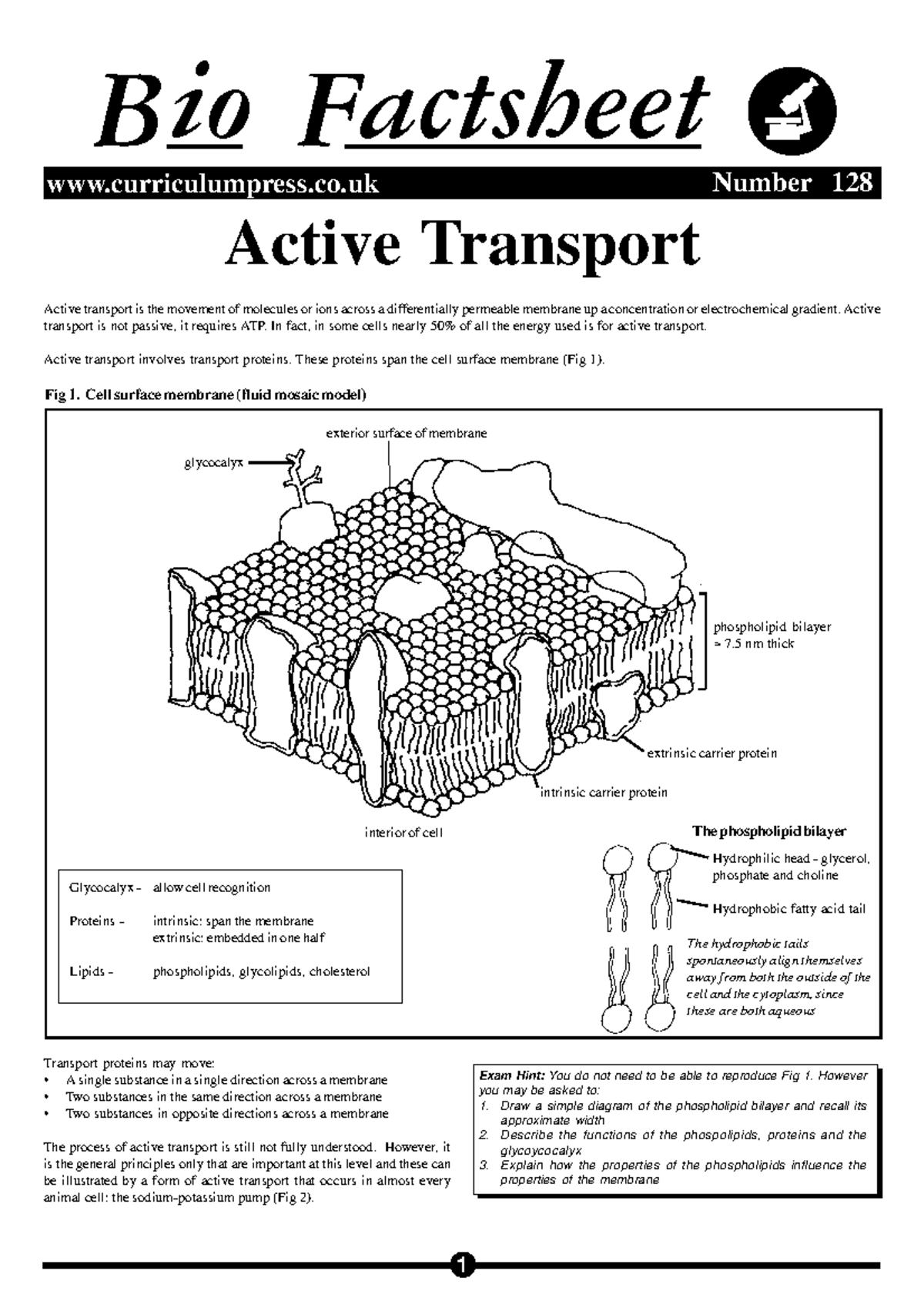 Active transport - wider reading - Active Transport Bio Factsheet 1 ...