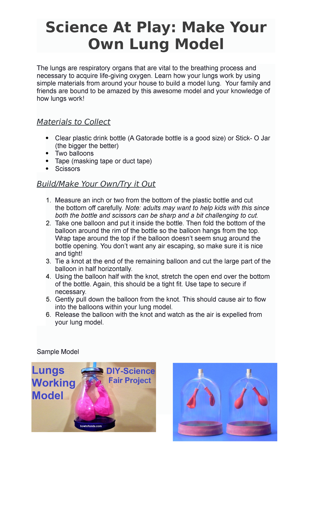 Lung Model - None - Science At Play: Make Your Own Lung Model The lungs ...